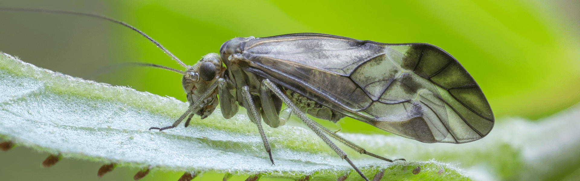 Psocid Identification Guide