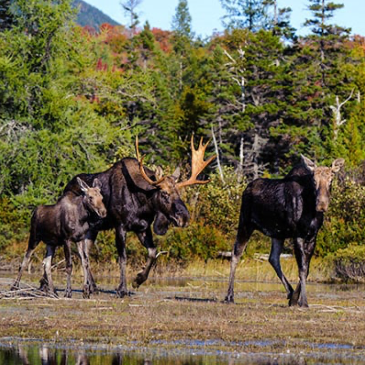 Nick Leadley Nature Photography