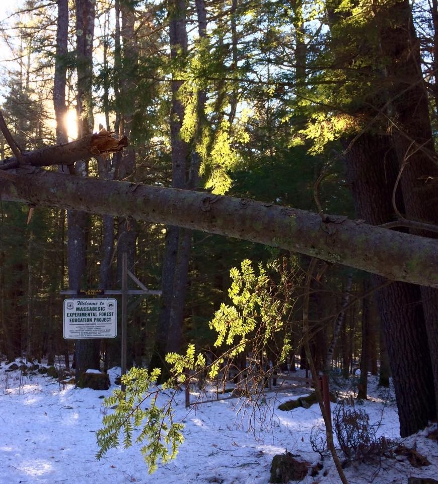 Massabesic Experimental Forest - B.C. Jordan and Littlefield Trails ...