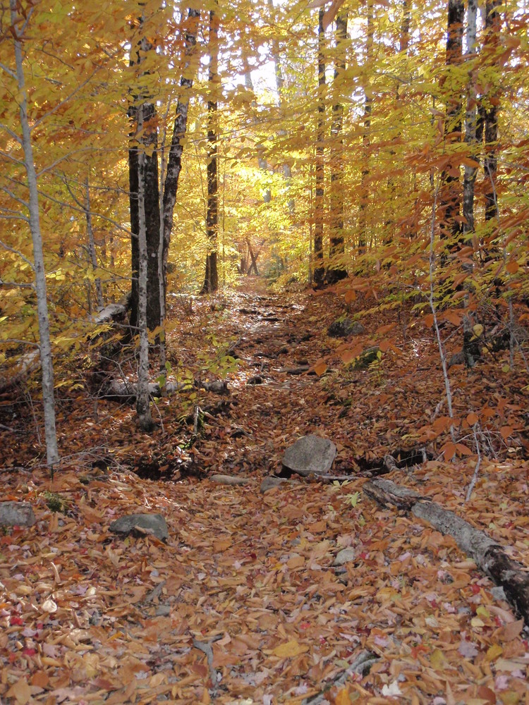 Acadia National Park - Dorr Mountain South Ridge Loop - Maine Trail Finder