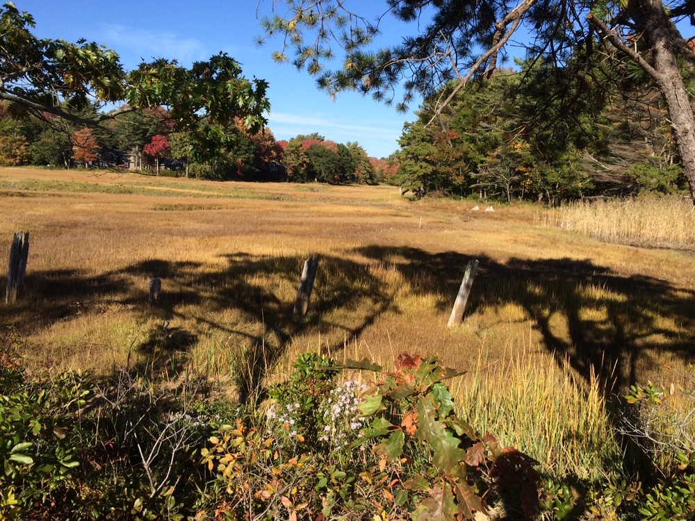 Madelyn Marx Preserve - Maine Trail Finder