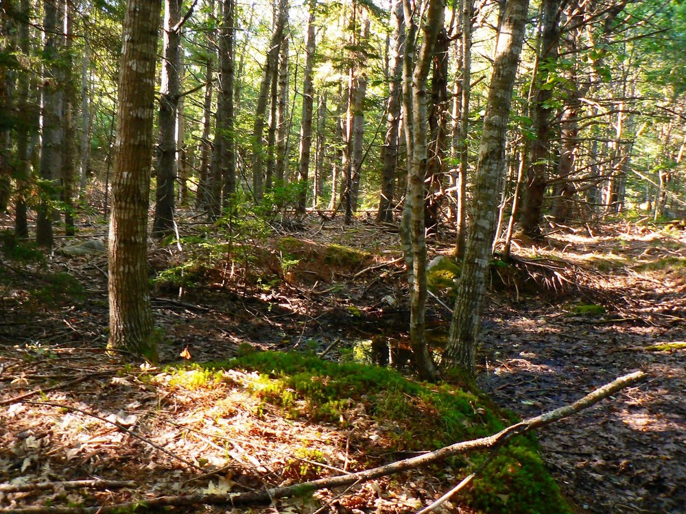 Spirit Pond and McDonald Sanctuary Preserve - Maine Trail Finder