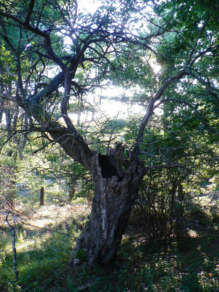 Spirit Pond and McDonald Sanctuary Preserve - Maine Trail Finder