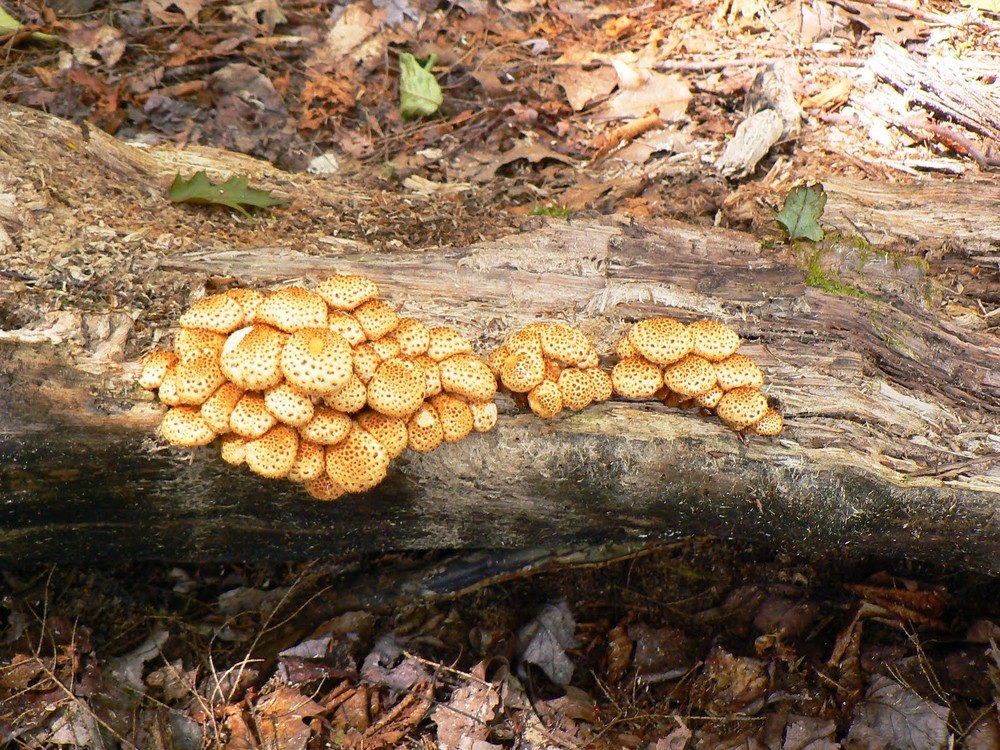 Spirit Pond and McDonald Sanctuary Preserve - Maine Trail Finder