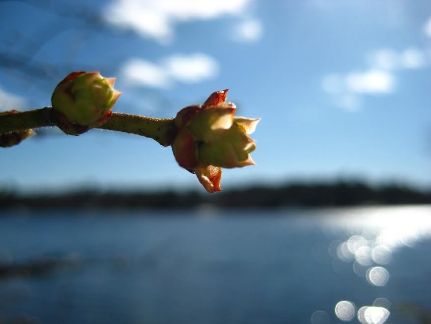 Massabesic Experimental Forest - Charles E. Swett Trail - Maine Trail ...