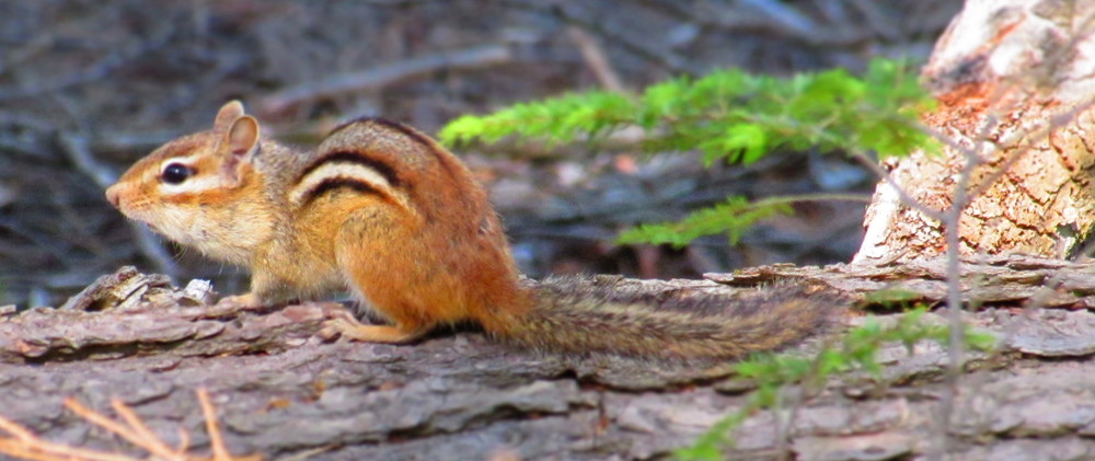 Sanford-Springvale Rail Trail - Maine Trail Finder