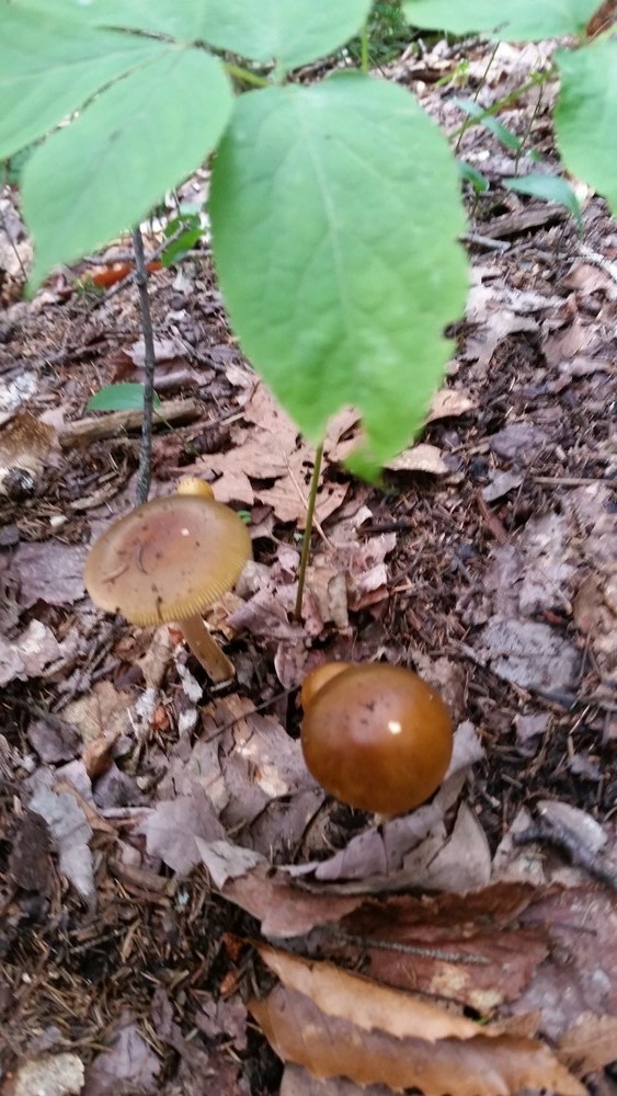 Round Mountain - Maine Trail Finder