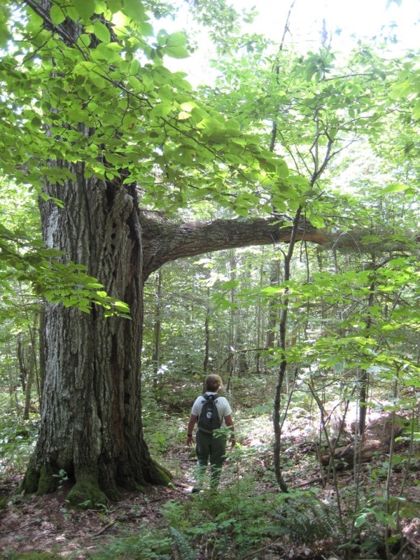 Georges Highland Path - Frye Mountain - Maine Trail Finder