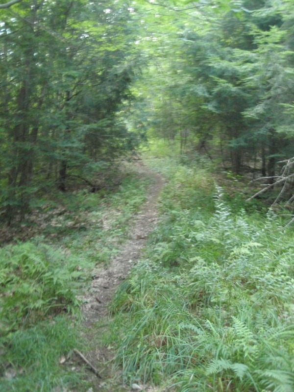 Rines Forest - Maine Trail Finder