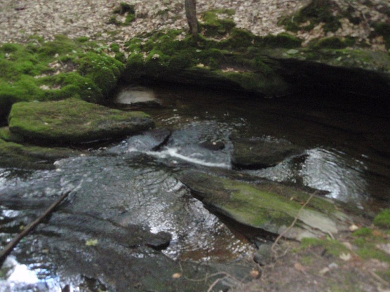 Rines Forest - Maine Trail Finder