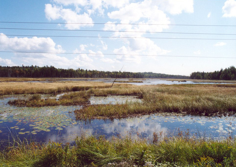Schoodic Bog - Maine Trail Finder