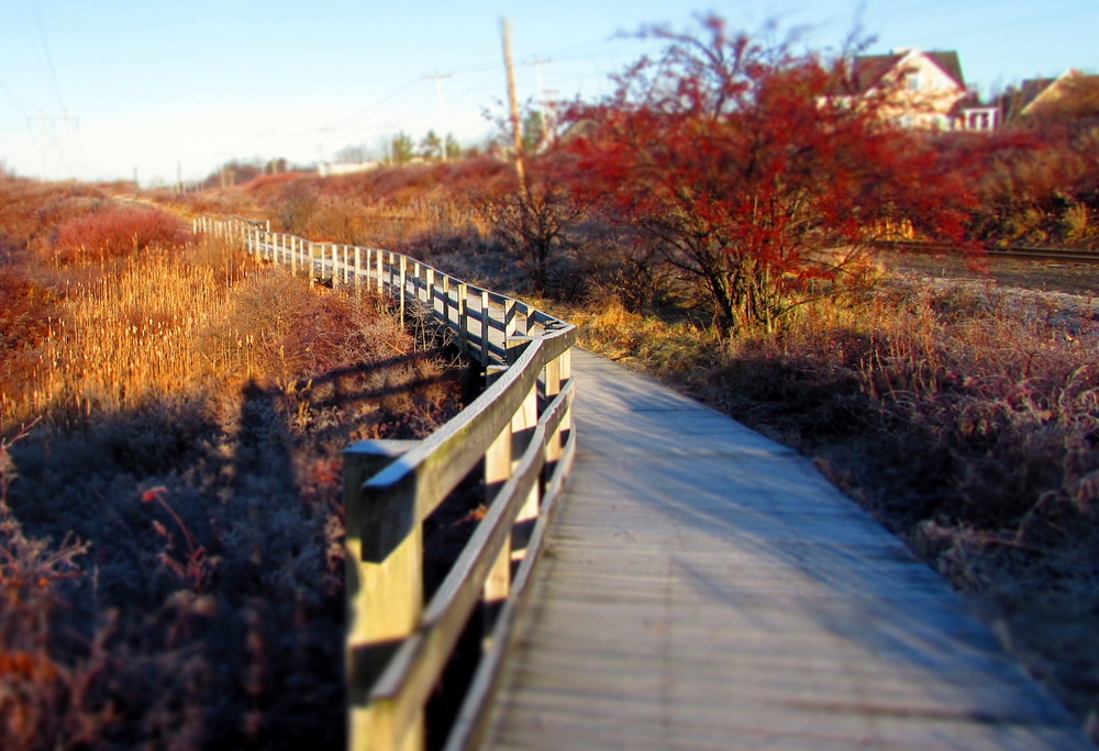 Fore River Trail - Maine Trail Finder