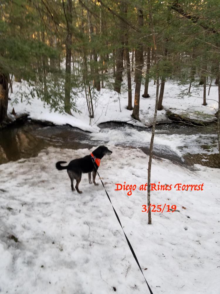 Rines Forest - Maine Trail Finder