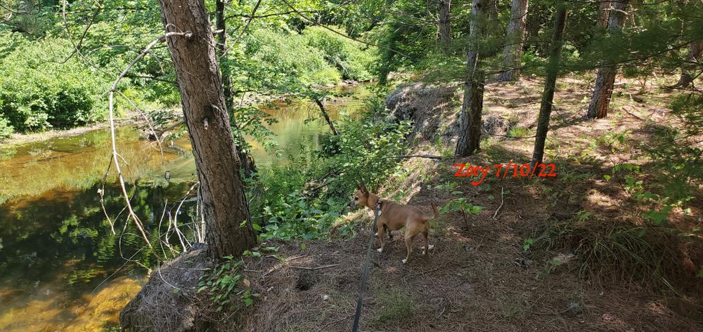 Raymond Community Forest - Maine Trail Finder