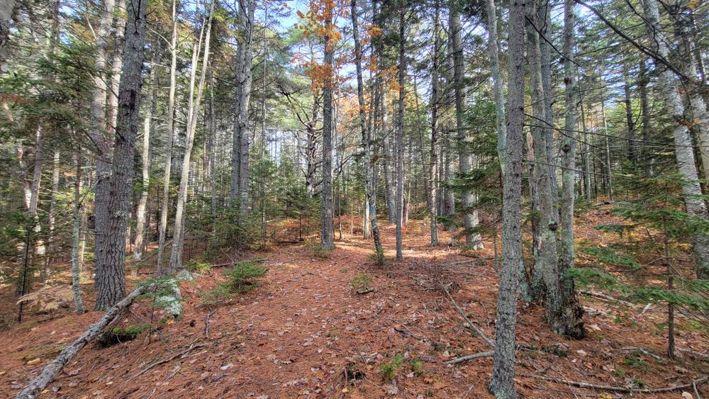 Peter's Pond - Maine Trail Finder