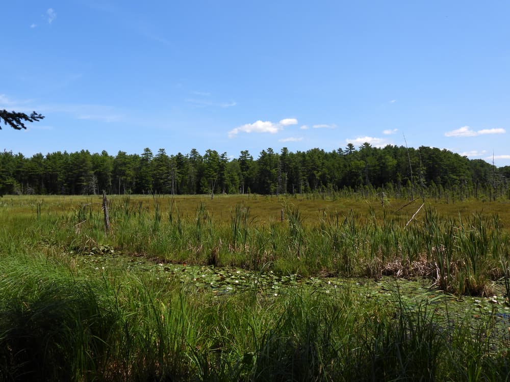 Marsh River Bog - Maine Trail Finder