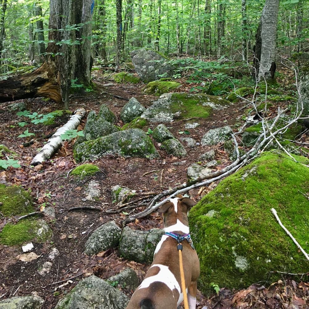 Amherst Mountains Community Forest - Ducktail and Partridge Pond Trails ...