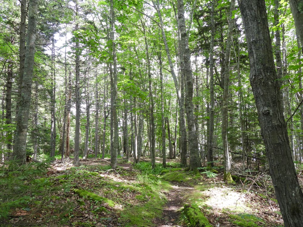 Bass Rock Preserve - Maine Trail Finder