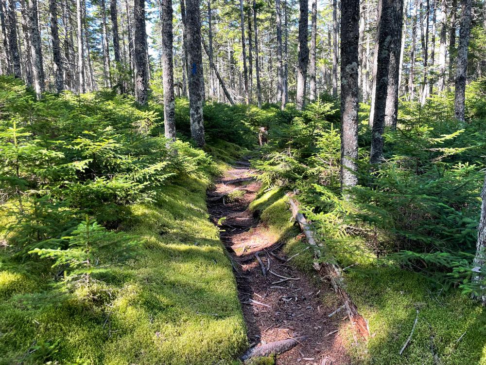 Donnell Pond Public Reserved Land - Caribou Loop - Maine Trail Finder
