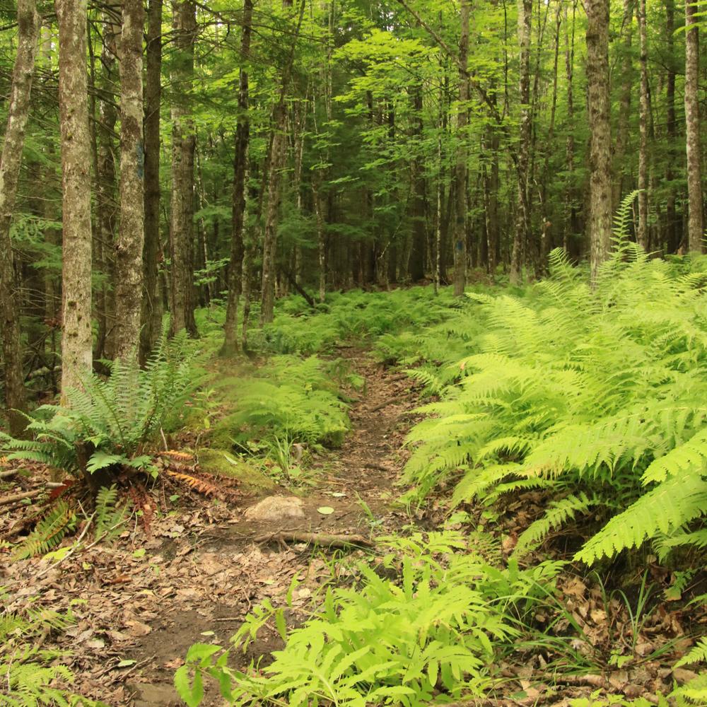 Cornwall Nature Preserve - Maine Trail Finder