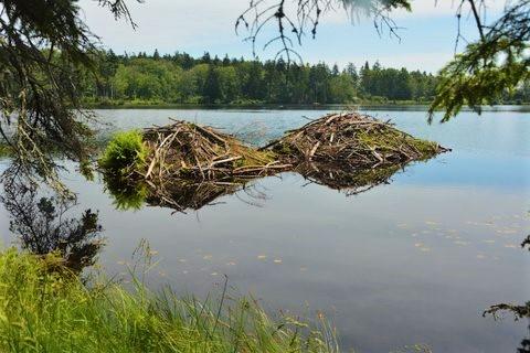 Martin Point Wildlife Reserve - Maine Trail Finder