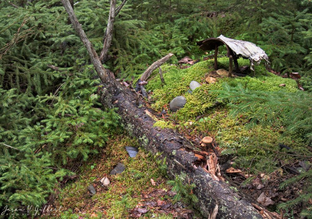 Martin Point Wildlife Reserve - Maine Trail Finder