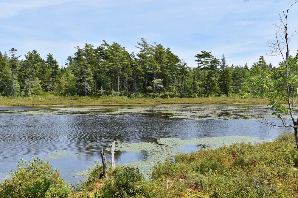 Morse Pond Preserve - Maine Trail Finder