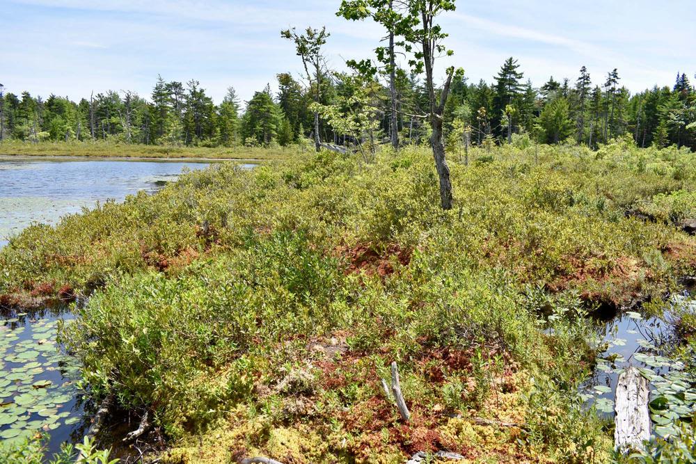 Morse Pond Preserve - Maine Trail Finder