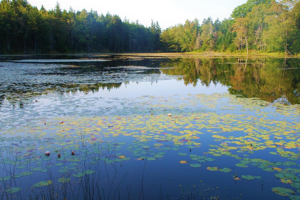 Ocean Point Preserve - Maine Trail Finder