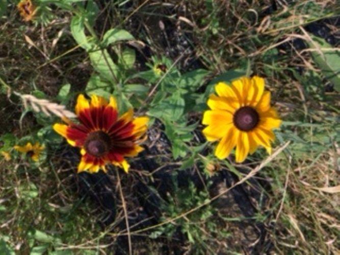 Parsons Family Preserve - Maine Trail Finder