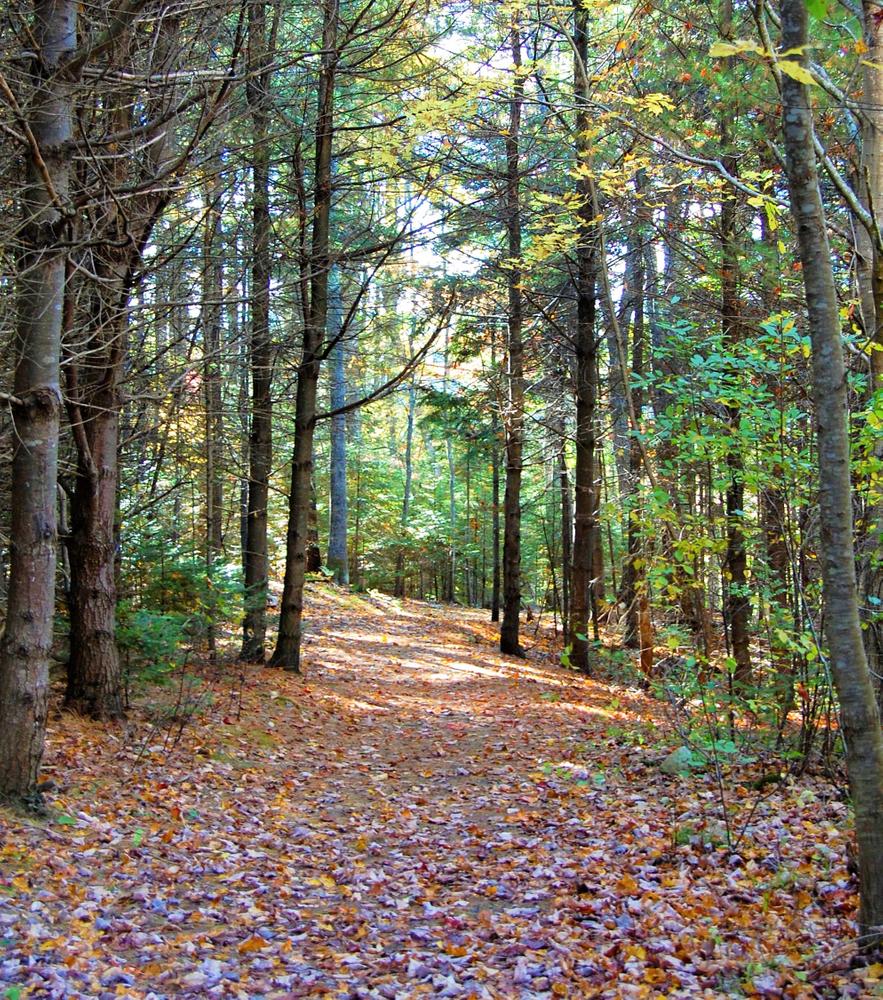 Penny Lake Preserve - Maine Trail Finder