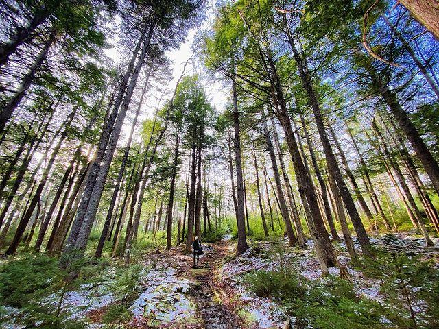 Tanglewood Trails - Maine Trail Finder
