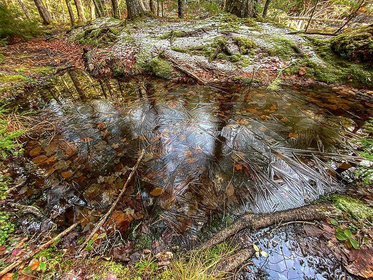 Tanglewood Trails - Maine Trail Finder