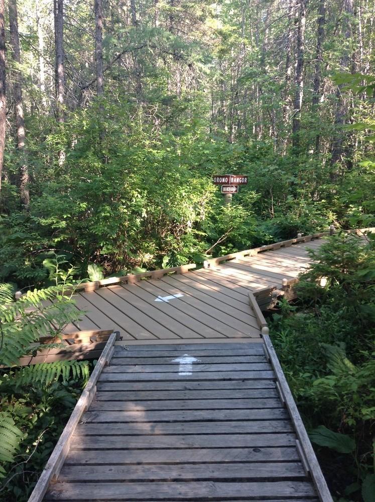 Orono Bog Boardwalk - Maine Trail Finder