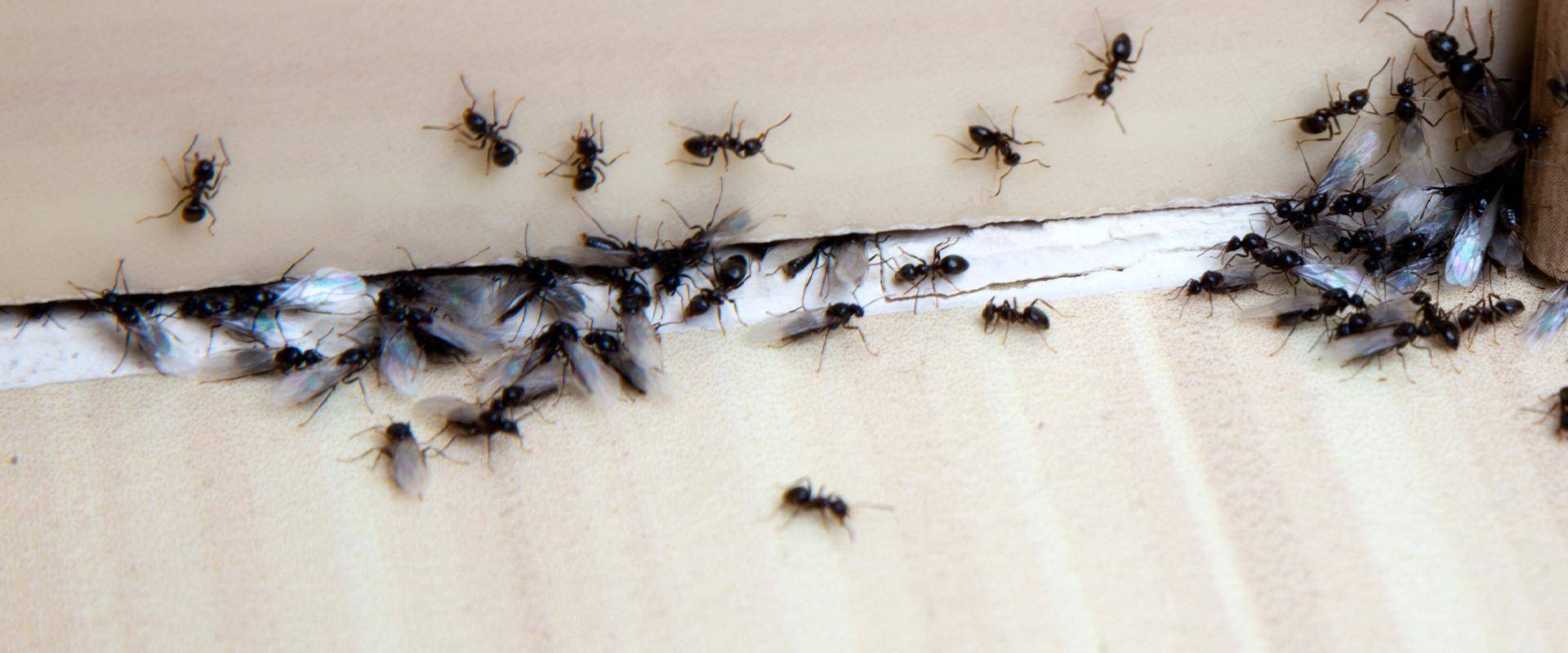 Pest Library | A Guide To The Most Common Pest Pressures In Denton, TX