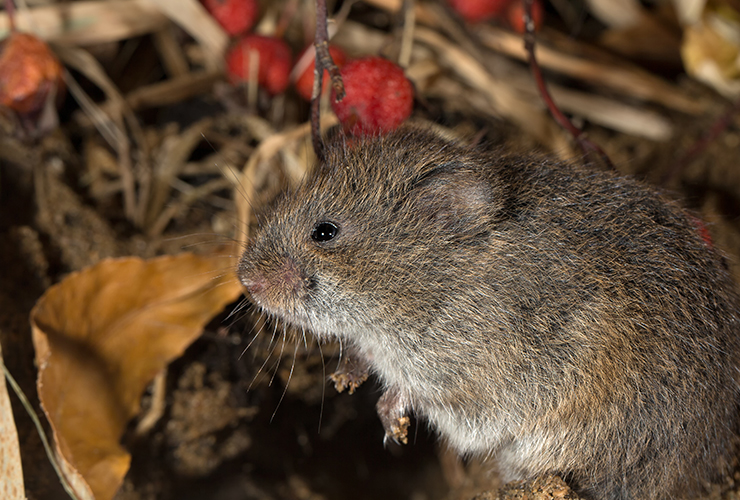 How Do Meadow Voles Invade San Francisco Bay Area Lawns?