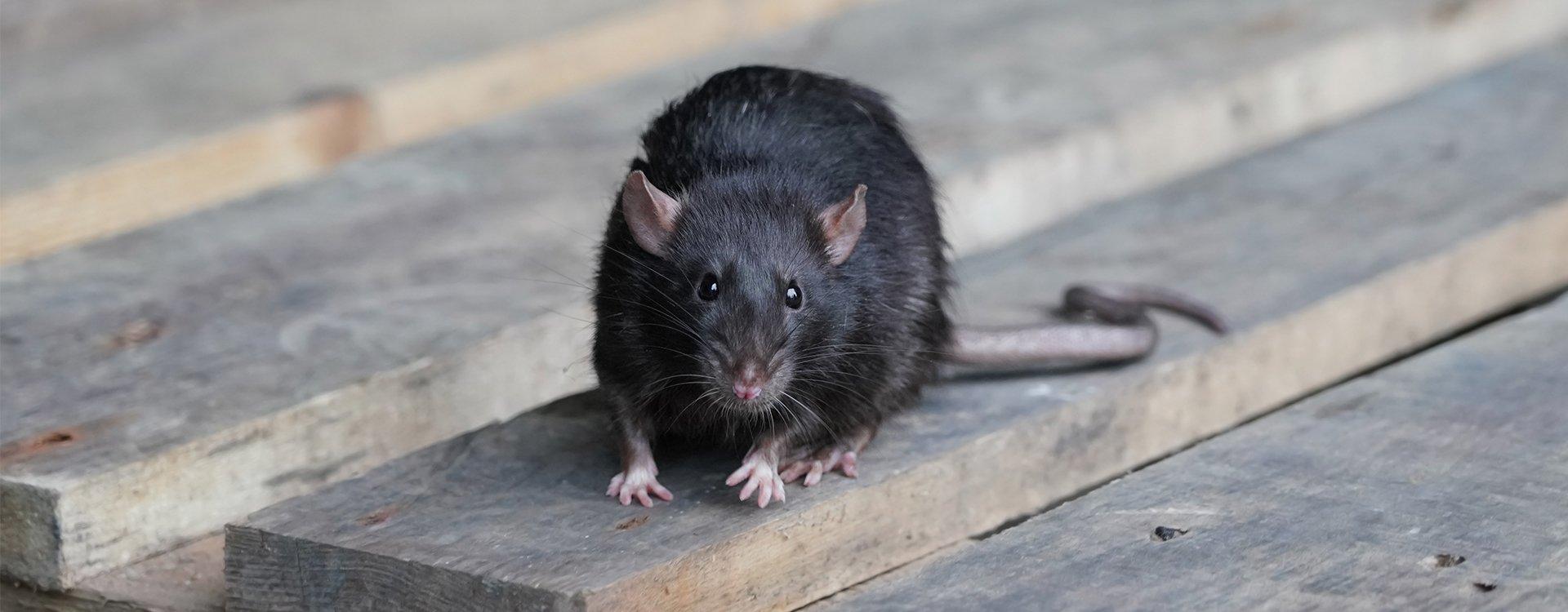 Rat Control & Exclusion Services In The San Francisco Bay Area