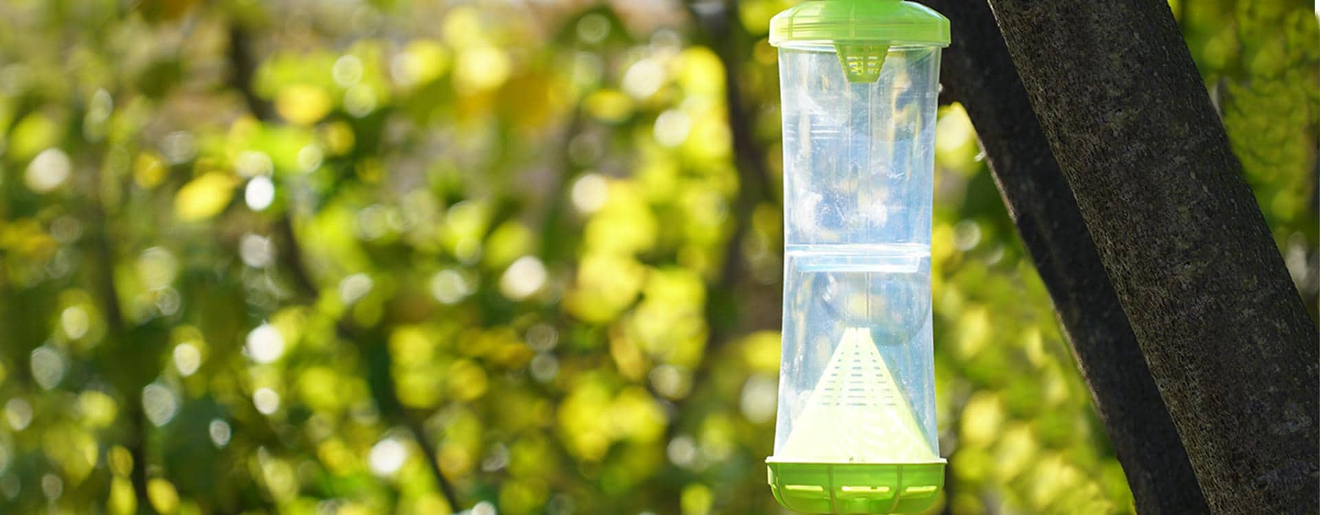 Yellow Jacket Control From The San Francisco Pest Experts At Smith's