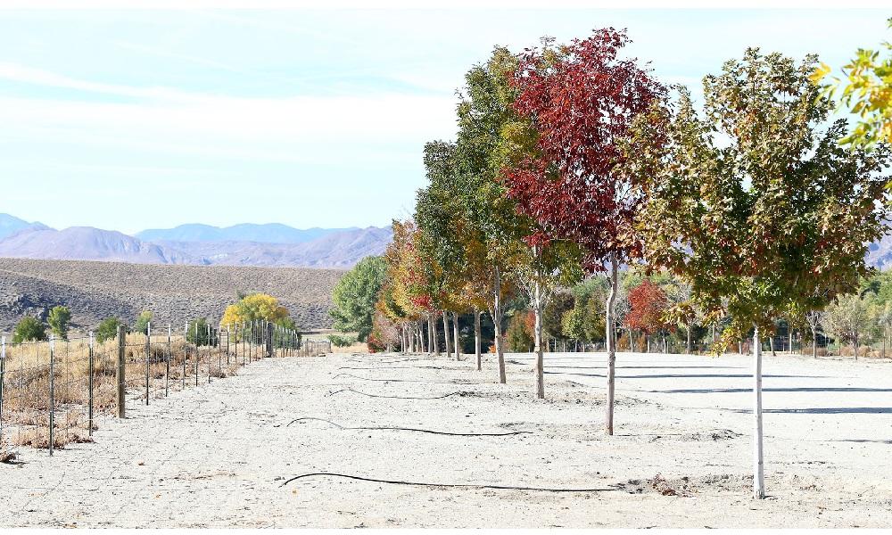 Walker River State Recreation Area - Pitchfork Ranch - Nevada Trail Finder