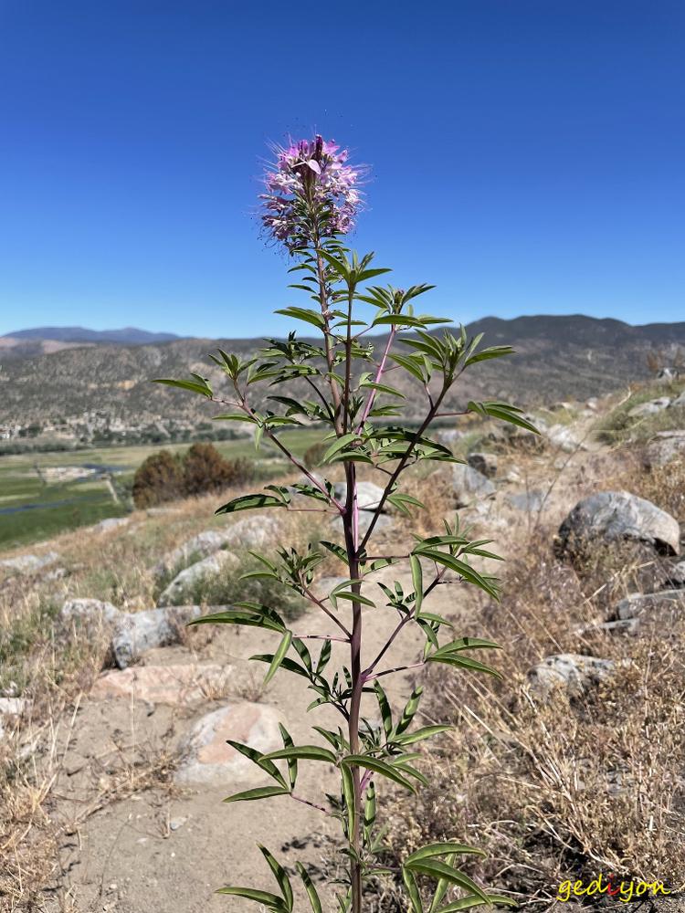 Prison Hill & Silver Saddle Ranch Trail System - Nevada Trail Finder