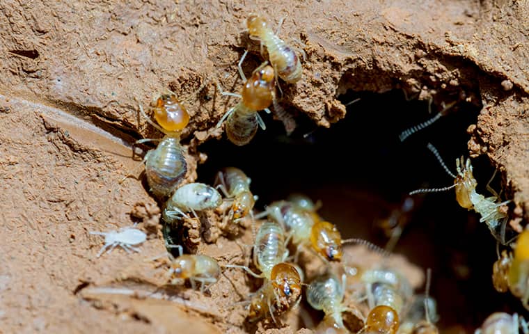 Termite Guide | Learn About Termites In Kansas City Metro