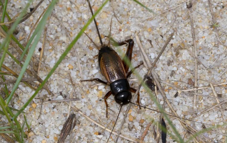 Field Crickets