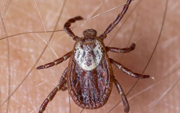 Tick Identification Guide | Types Of Ticks In Southern Texas