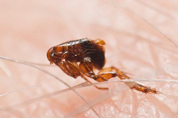 Blog - How To Keep Fleas & Ticks Away From Your Houston, TX Yard Blog - How To Keep Fleas & Ticks Away From Your Houston, TX Yard