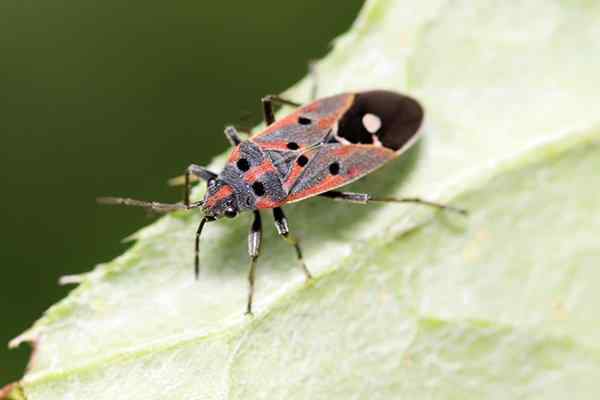 Profile - Chinch Bugs