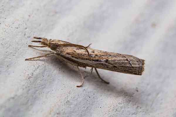 Sod Webworm Identification Guide | Sod Webworms In Southern Texas