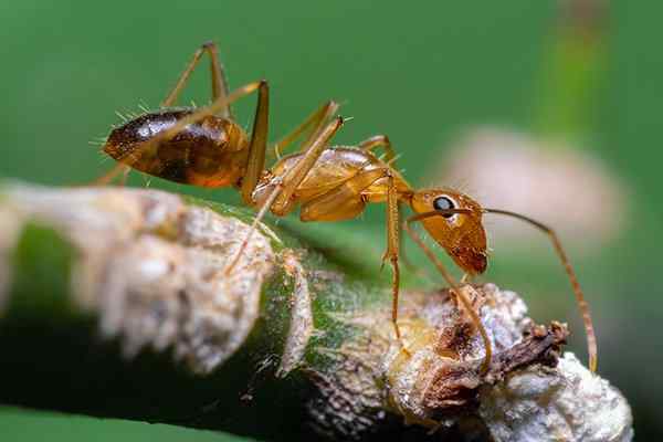 Greater Houston TX Pest Control Experts