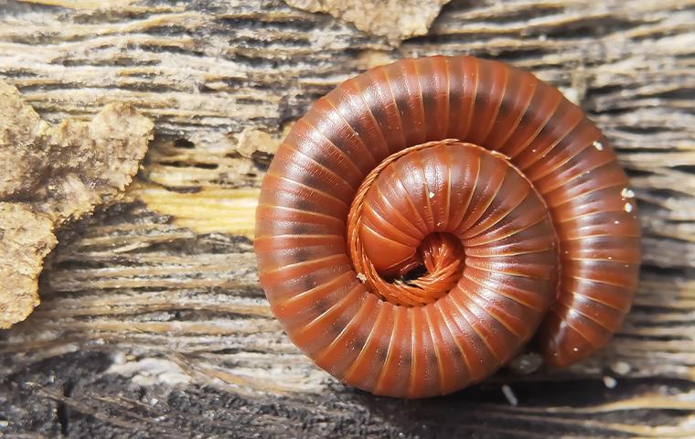 Common Pest Identification In Monmouth County, NJ | Alliance Pest Services