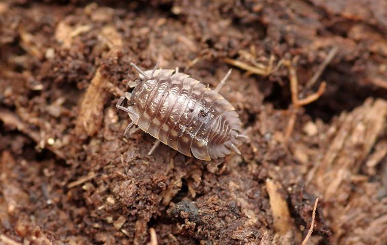 Common Pest Identification In Monmouth County, NJ | Alliance Pest Services