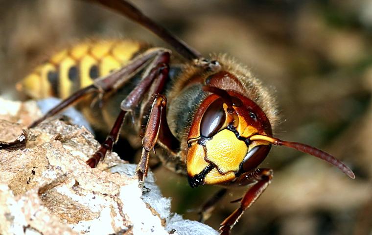 Common Pest Identification In Monmouth County, NJ | Alliance Pest Services